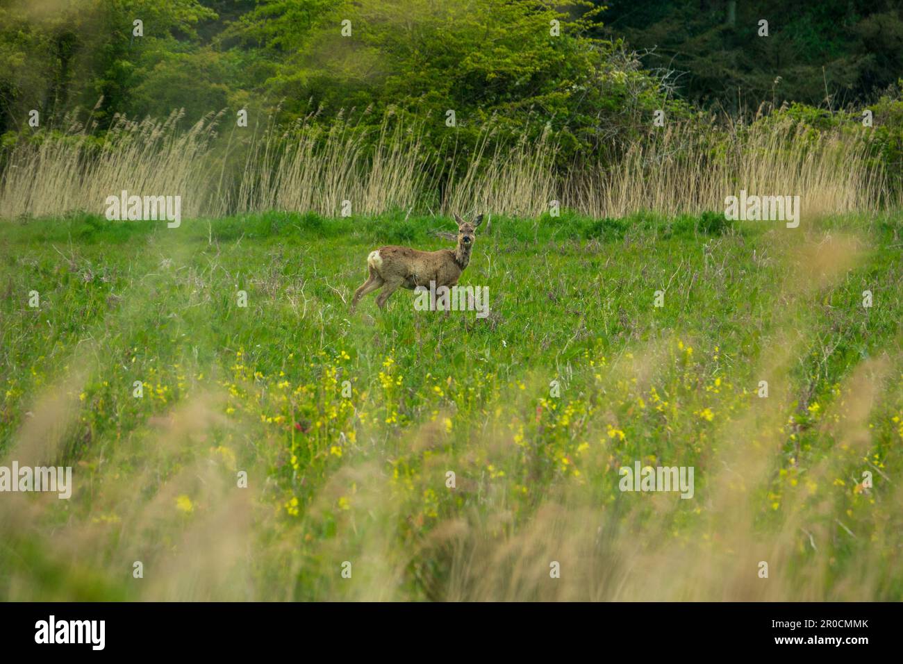 Uk england norfolk roe deer hi-res stock photography and images - Alamy