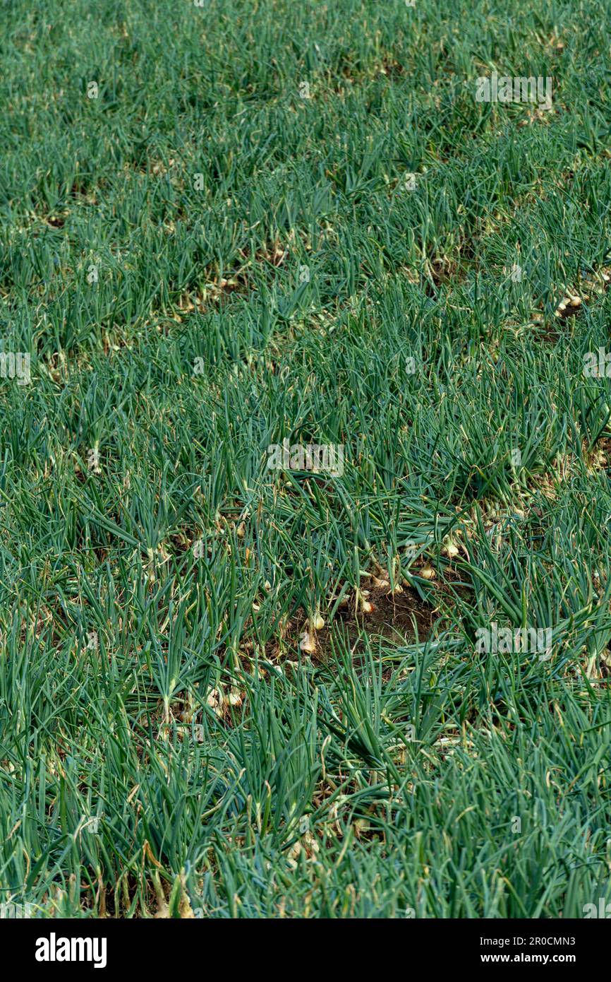 Rows of onion growing in a field Chiriqui, Panama, Central America ...