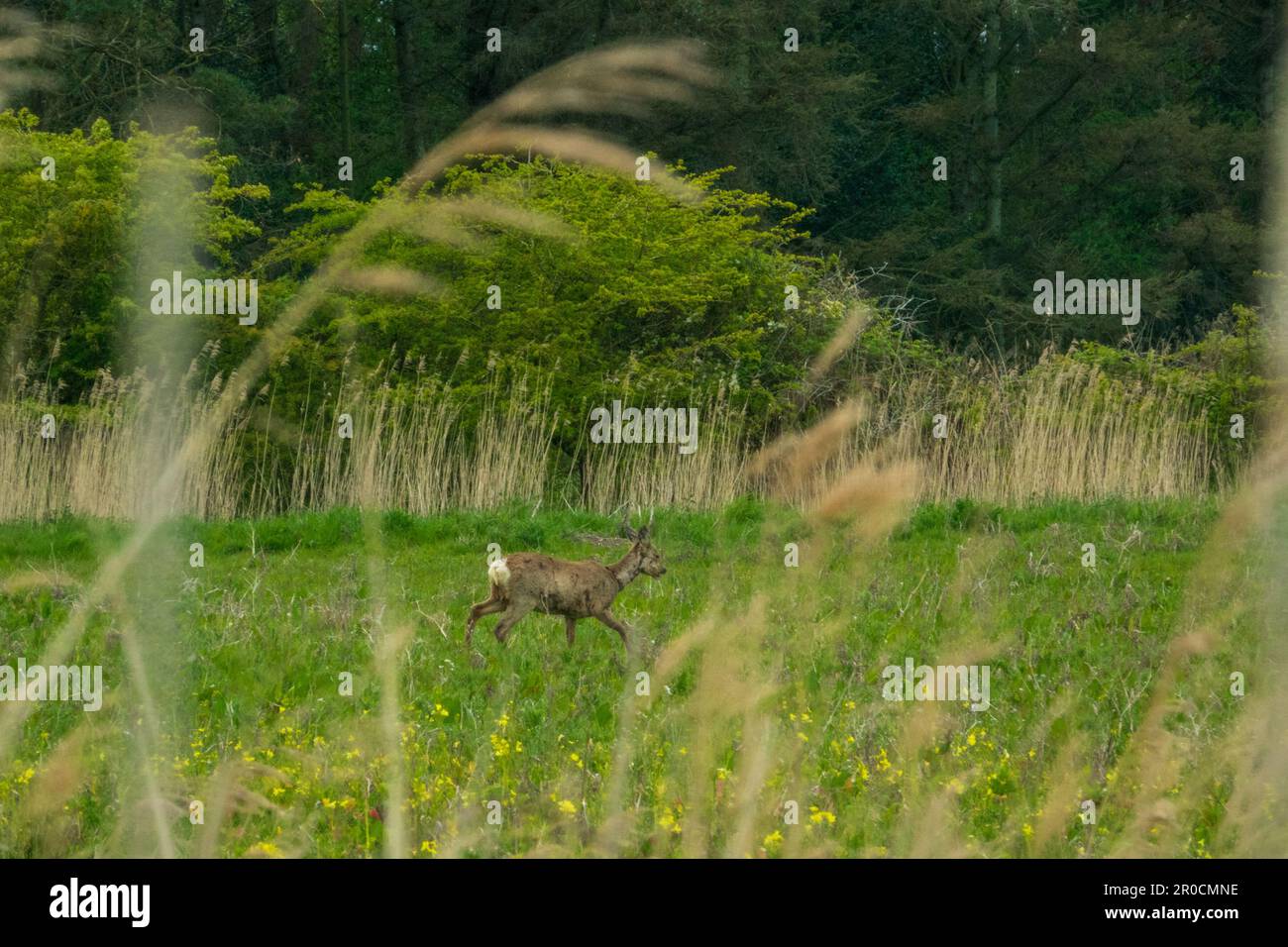 Uk england norfolk roe deer hi-res stock photography and images - Alamy