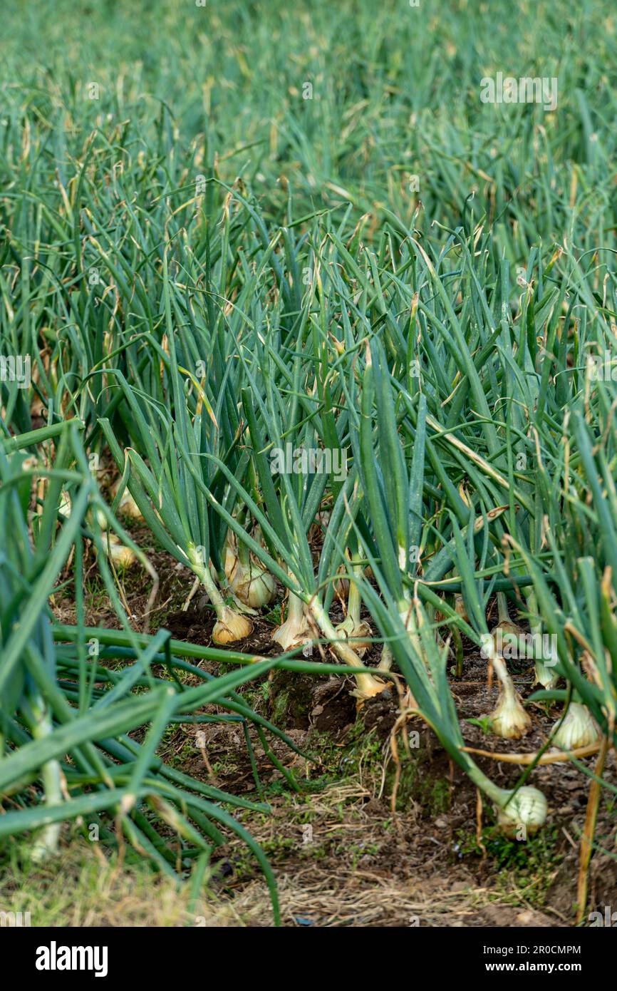 Rows of onion growing in a field Chiriqui, Panama, Central America ...