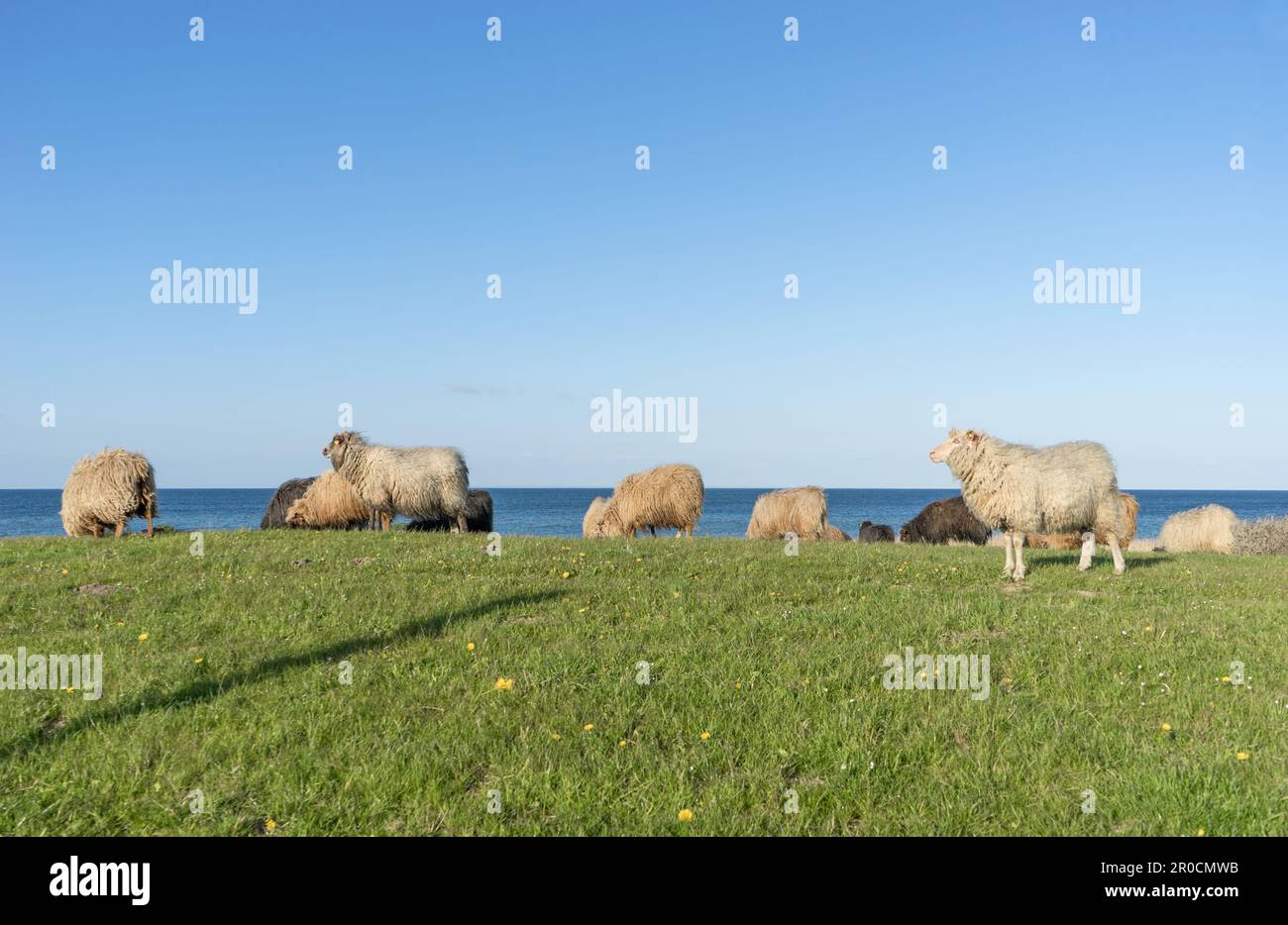 Sheep on the dyke at the Baltic Sea Stock Photo - Alamy