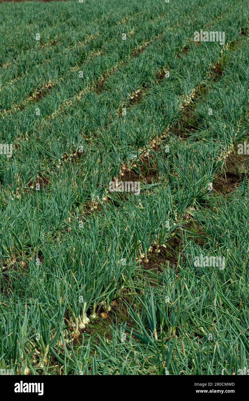 Rows of onion growing in a field Chiriqui, Panama, Central America ...