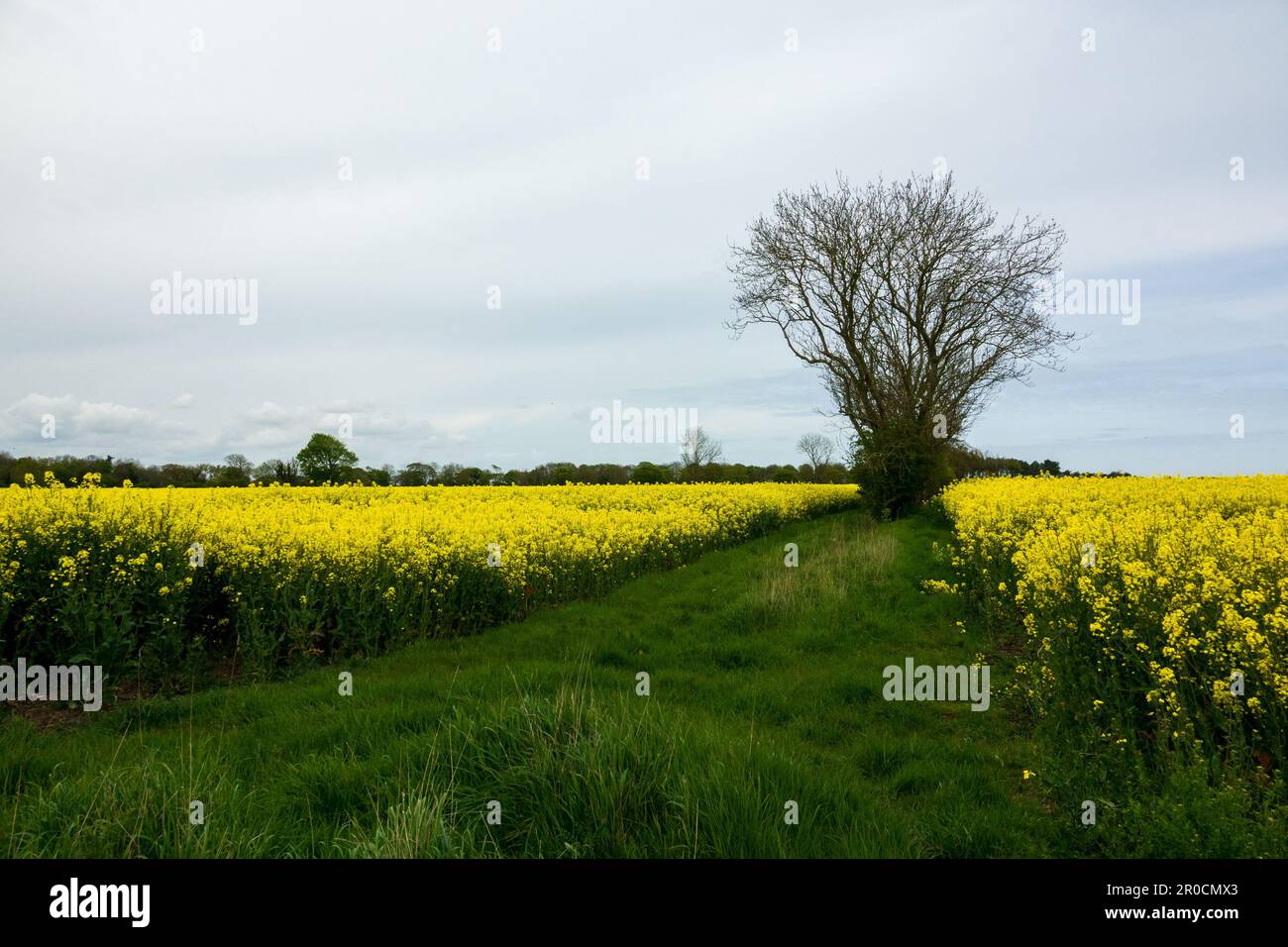 Oil seed rape flowing in Norfolk Field Stock Photo - Alamy