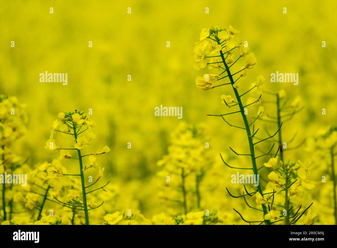 Oil seed rape flowing in Norfolk Field Stock Photo - Alamy