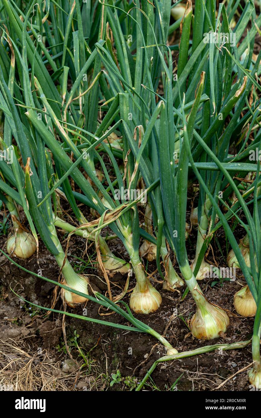 Rows of onion growing in a field Chiriqui, Panama, Central America ...