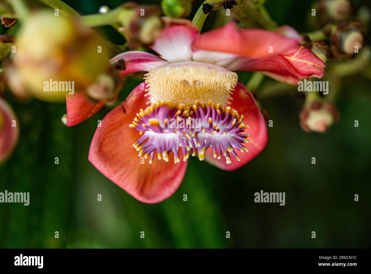 Fairchild Tropical Botanic Garden in Miami, Florida - Couroupita ...