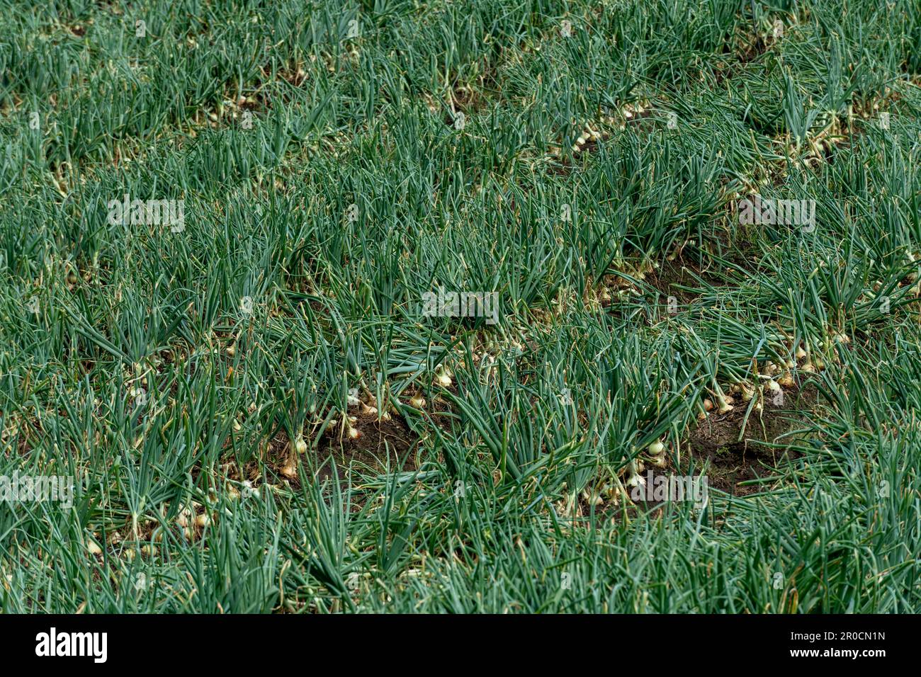 Rows of onion growing in a field Chiriqui, Panama, Central America ...