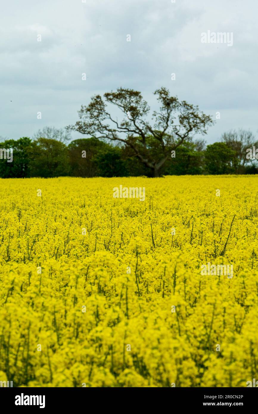 Oil seed rape flowing in Norfolk Field Stock Photo - Alamy
