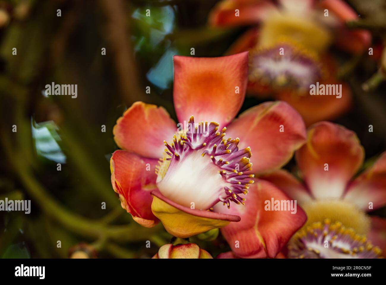 Fairchild Tropical Botanic Garden in Miami, Florida - Couroupita ...