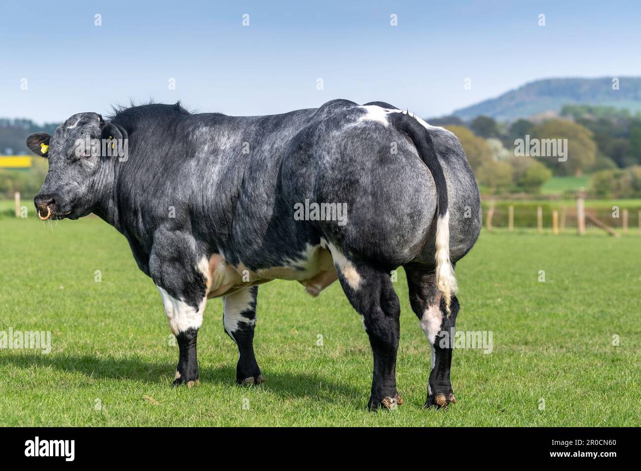 Bull beefy hi-res stock photography and images - Alamy