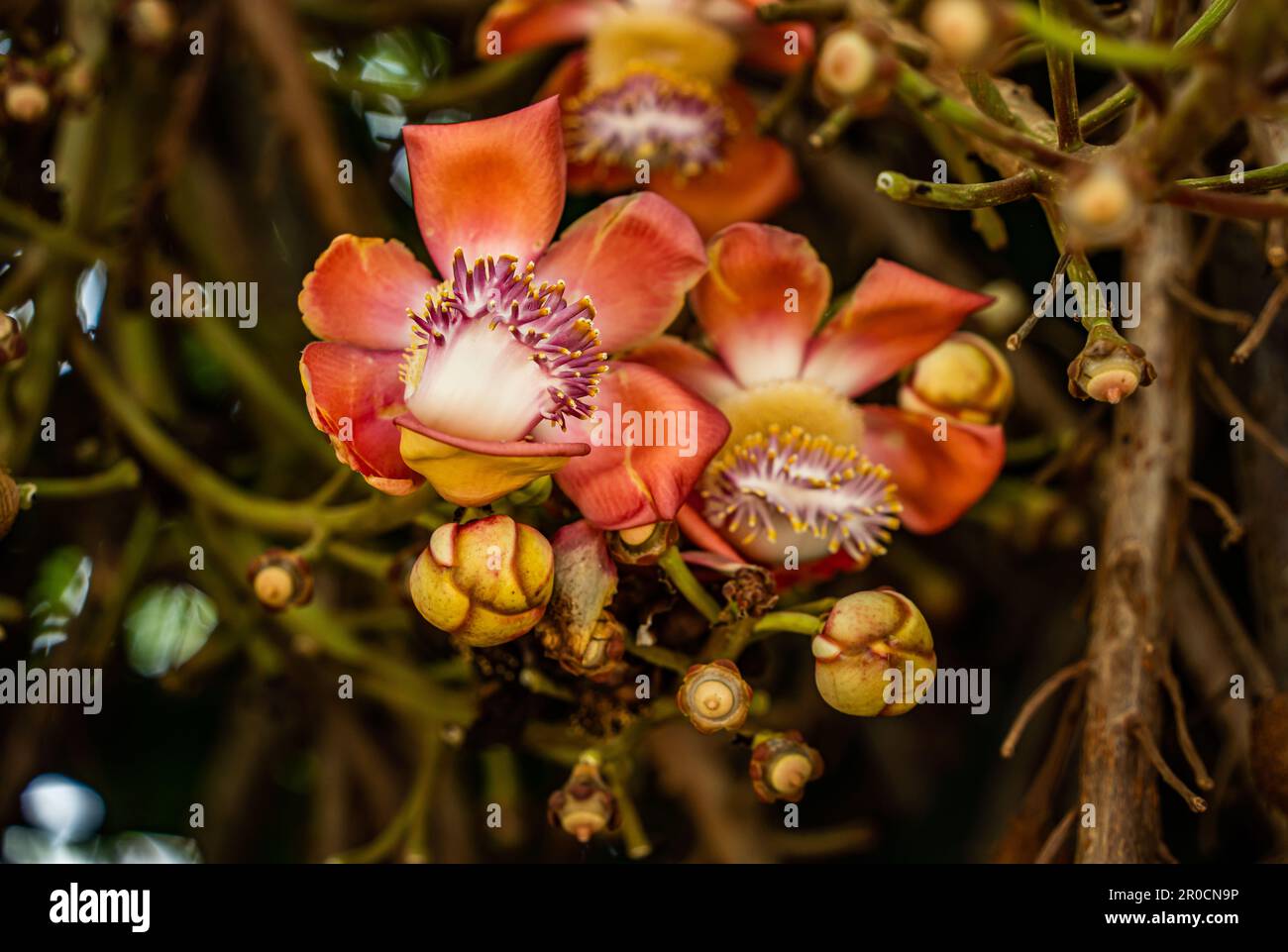 Fairchild Tropical Botanic Garden in Miami, Florida - Couroupita ...