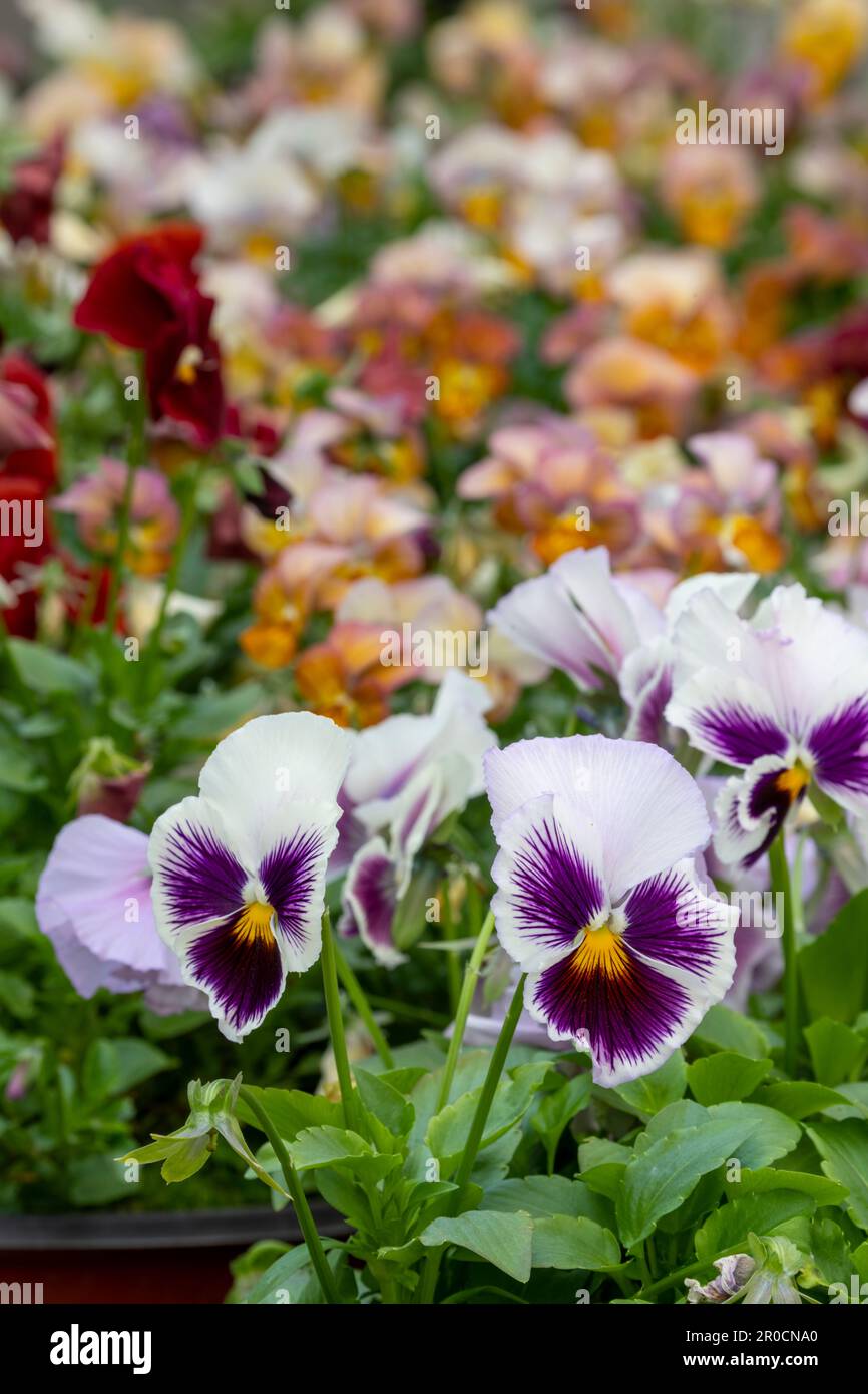 Vibrant Nasturtium flowers (Tropaeolum majus) delicious edible flowers ...