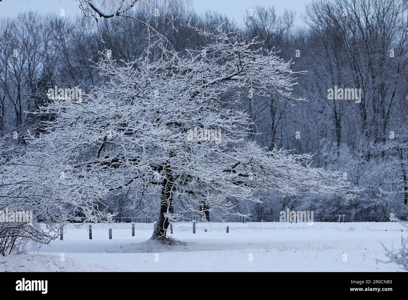 A winter wonderland in the river of Isar national park in Moos Bavaria ...