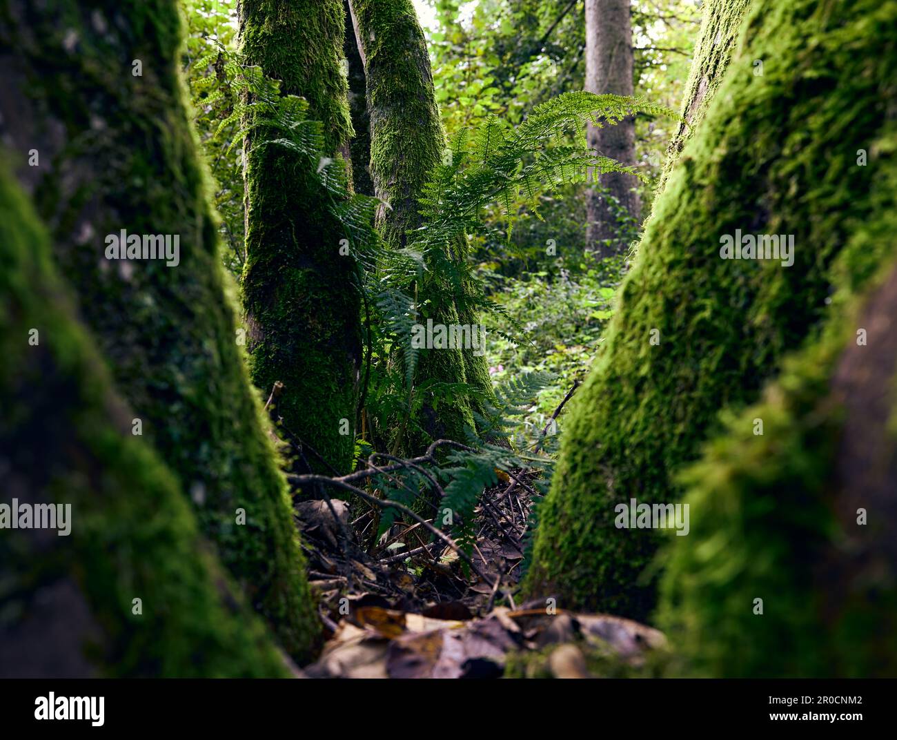 A lush green tree with a carpet of moss surrounding its base in a ...