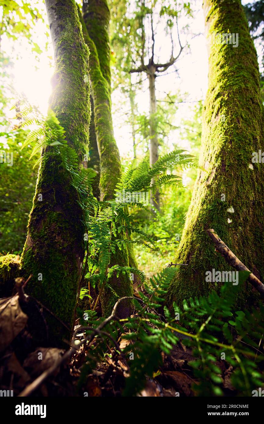 A lush green tree with a carpet of moss surrounding its base in a ...