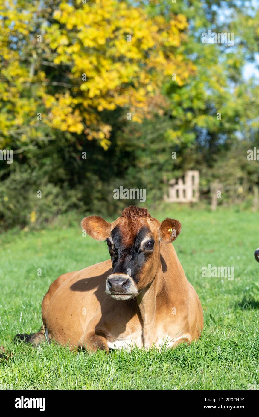 Jersey rural hi-res stock photography and images - Alamy