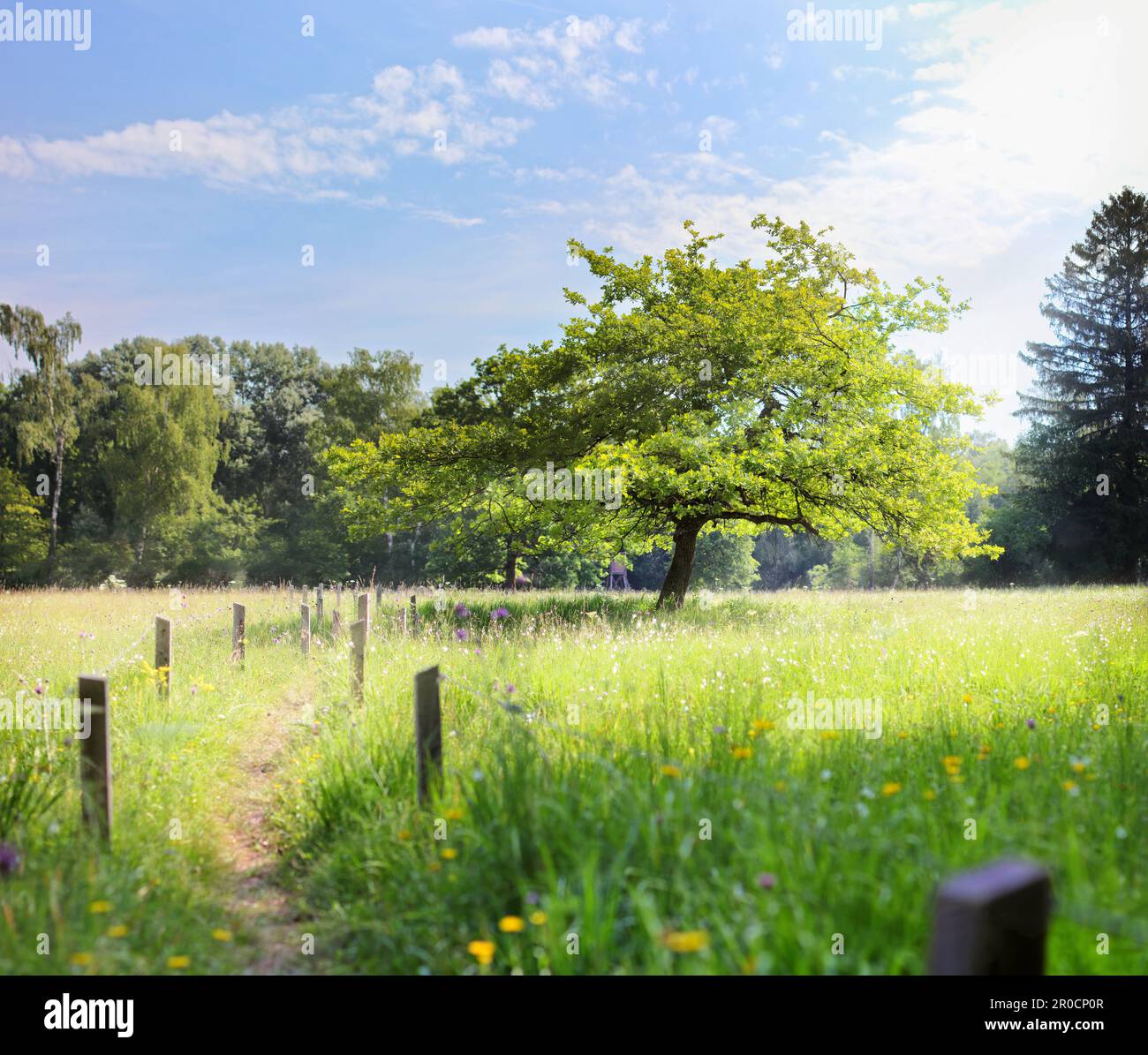 A scenic footpath lined with wooden poles meanders through a lush ...
