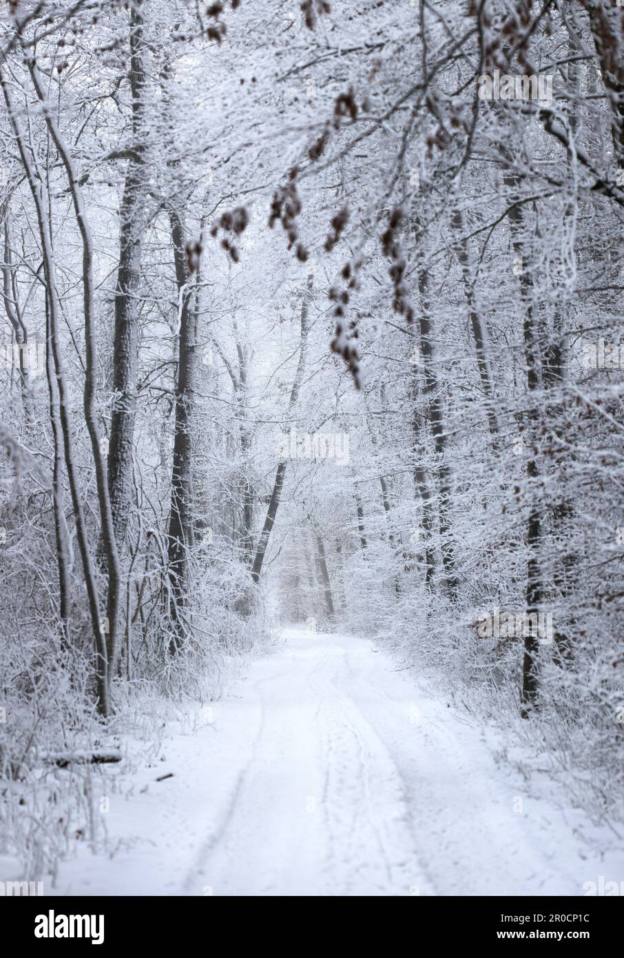 Serene winter forest blanketed hi-res stock photography and images - Alamy