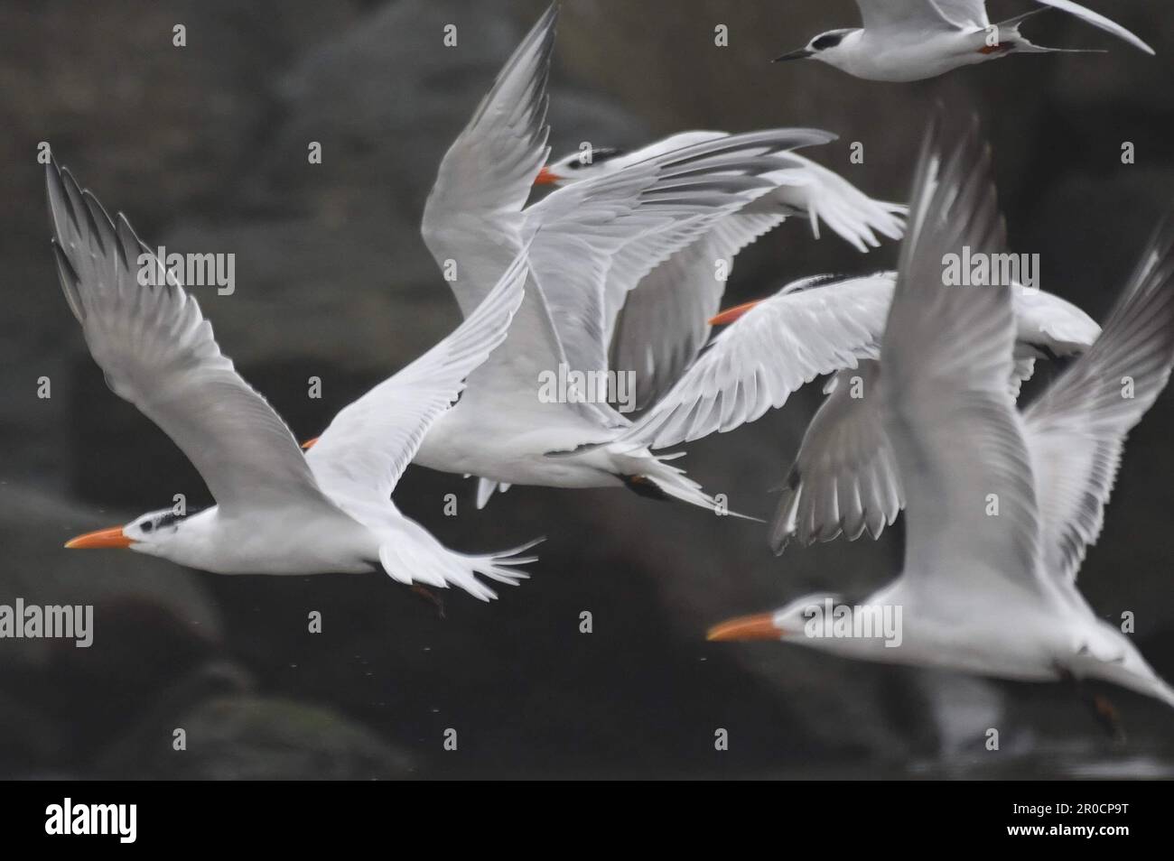 The white tern birds in flight formation over a tranquil body of water ...