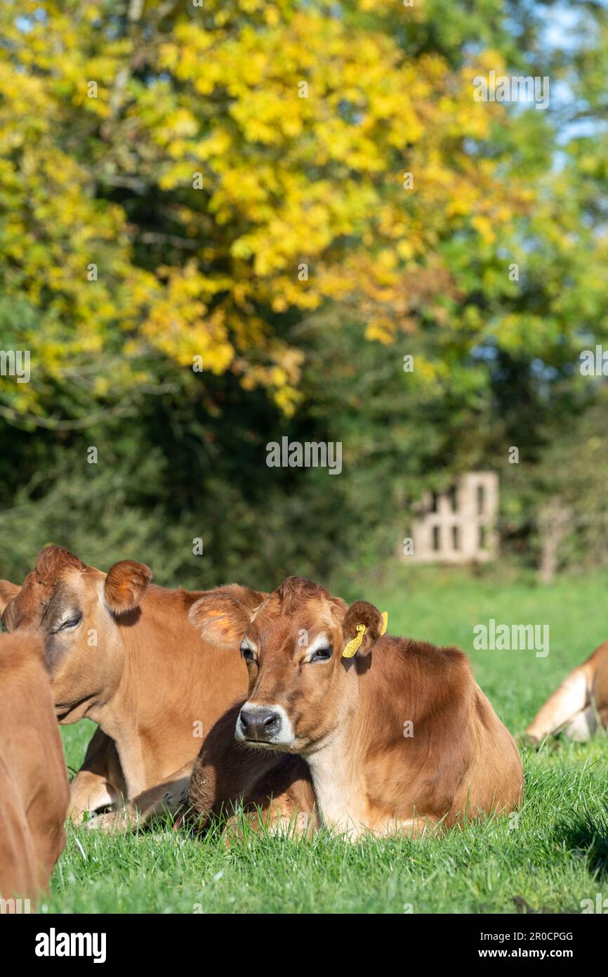 Jersey dairy cows sat down in lush pasture ground, Carlisle, Cumbria ...