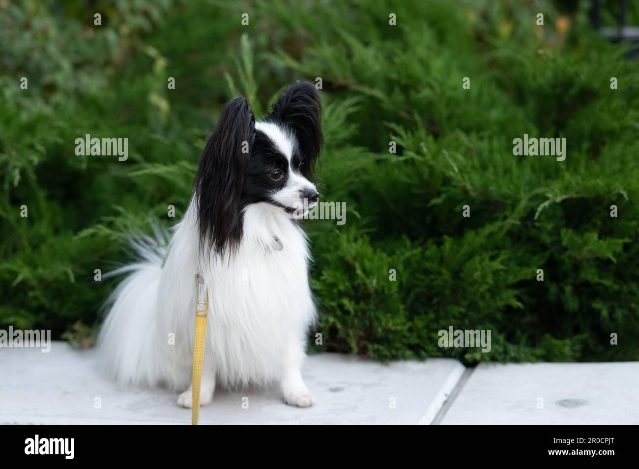 Papilion dog outdoors. Portrait of a black and white continental ...
