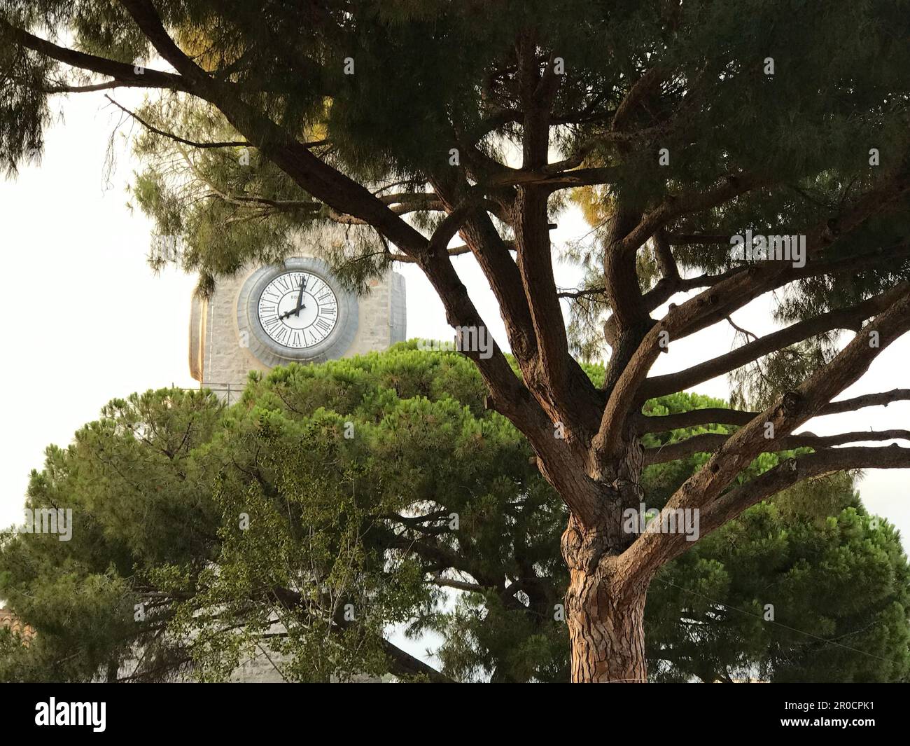 A clock tower visible through the vibrant green tree branches Stock ...