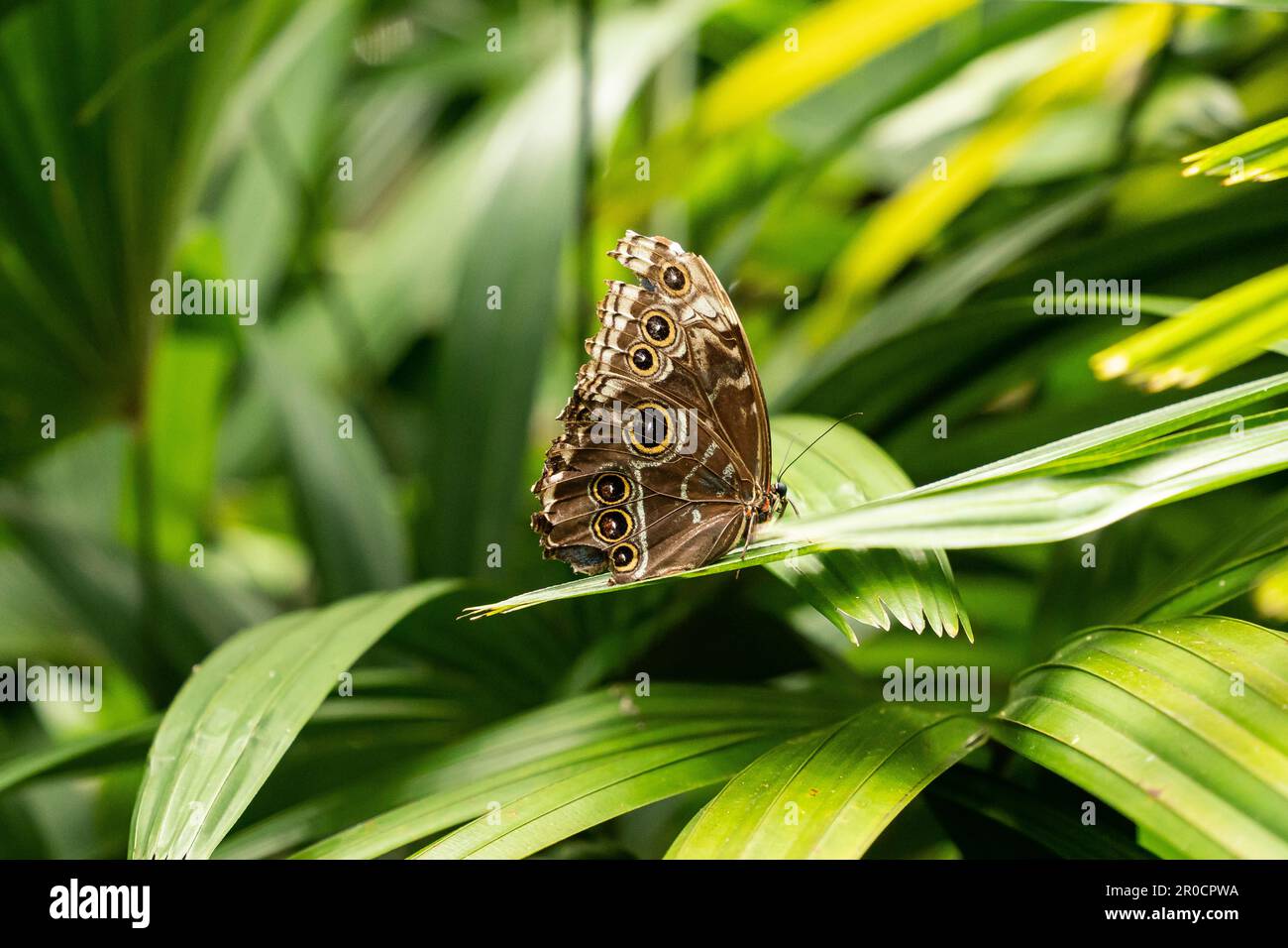 Fairchild Tropical Botanic Garden, Miami , Florida - exotic colorful ...