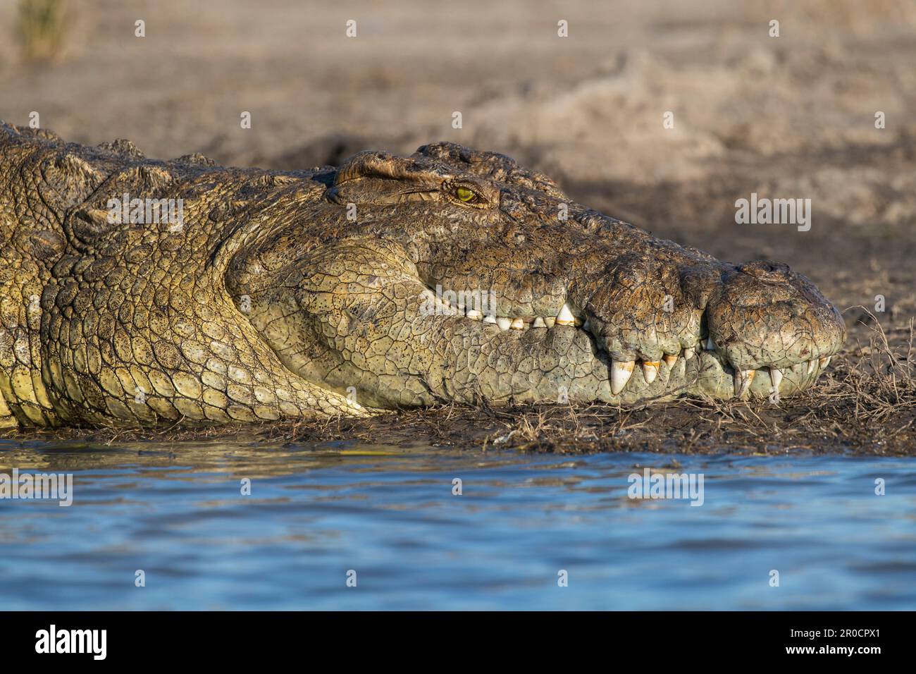 Nile croc hi-res stock photography and images - Alamy
