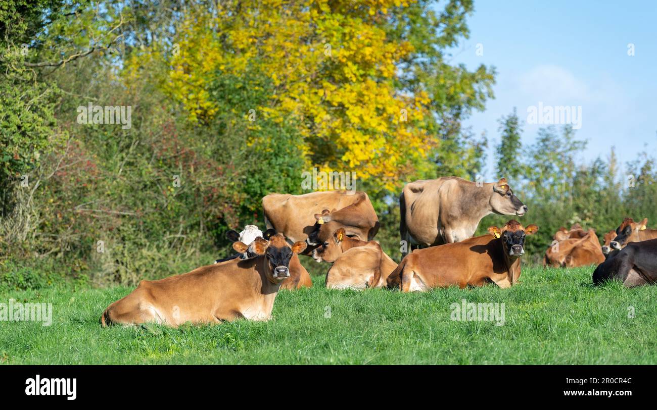 Jersey dairy cows sat down in lush pasture ground, Carlisle, Cumbria ...