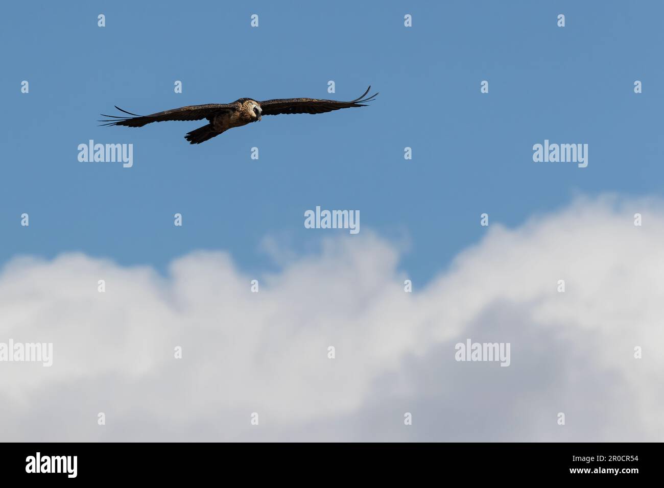 Bearded vulture (Gypaetus barbatus) flying, Giant's Castle game reserve ...