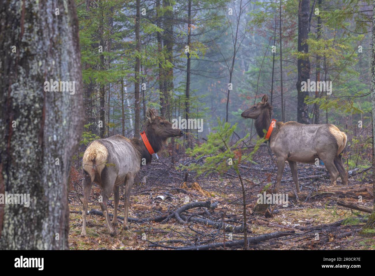 Two collared cows in the Chequamegon National Forest in Clam Lake ...