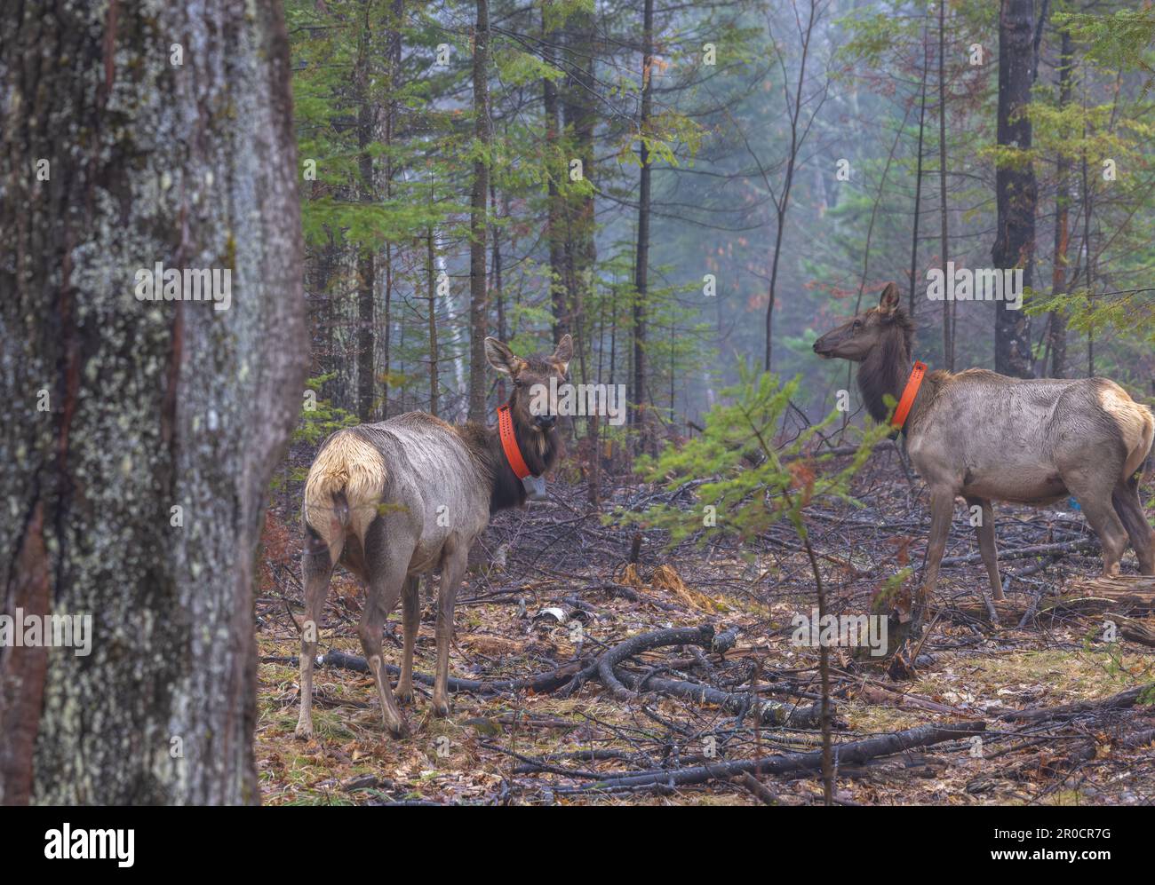 Two collared cows in the Chequamegon National Forest in Clam Lake ...