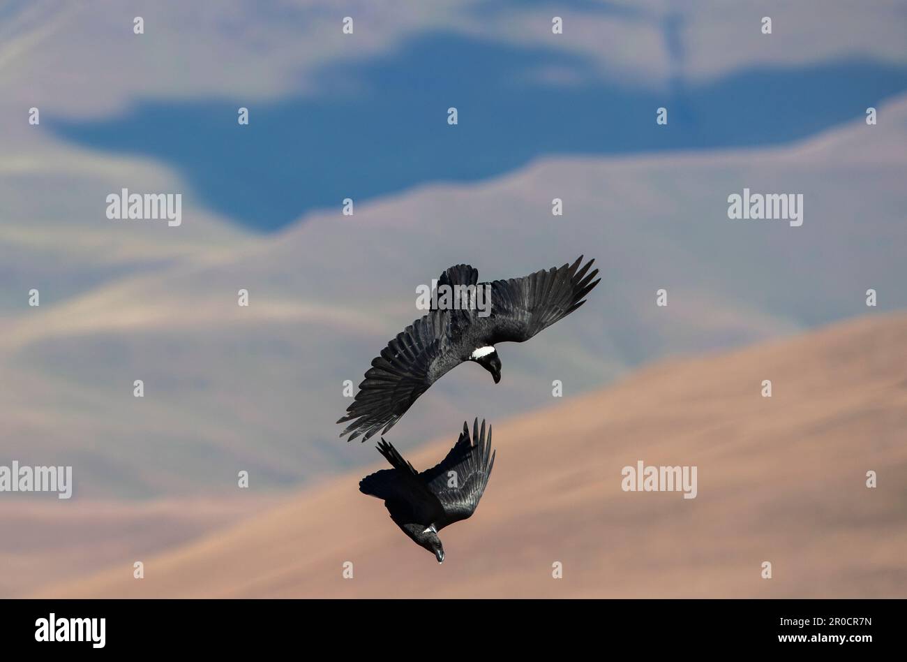 White-necked ravens (Corvus albicollis), Giant's Castle game reserve ...