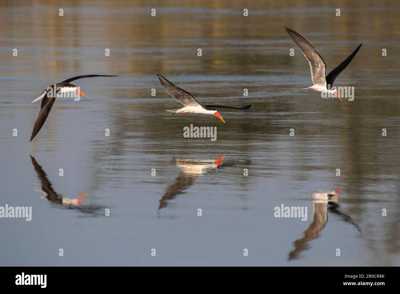 African skimmer bird hi-res stock photography and images - Alamy