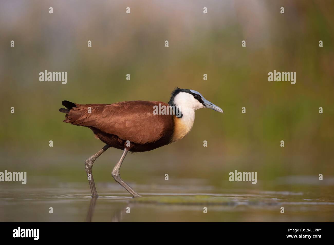 African jacana (Actophilornis africanus), Zimanga game reserve, KwaZulu ...