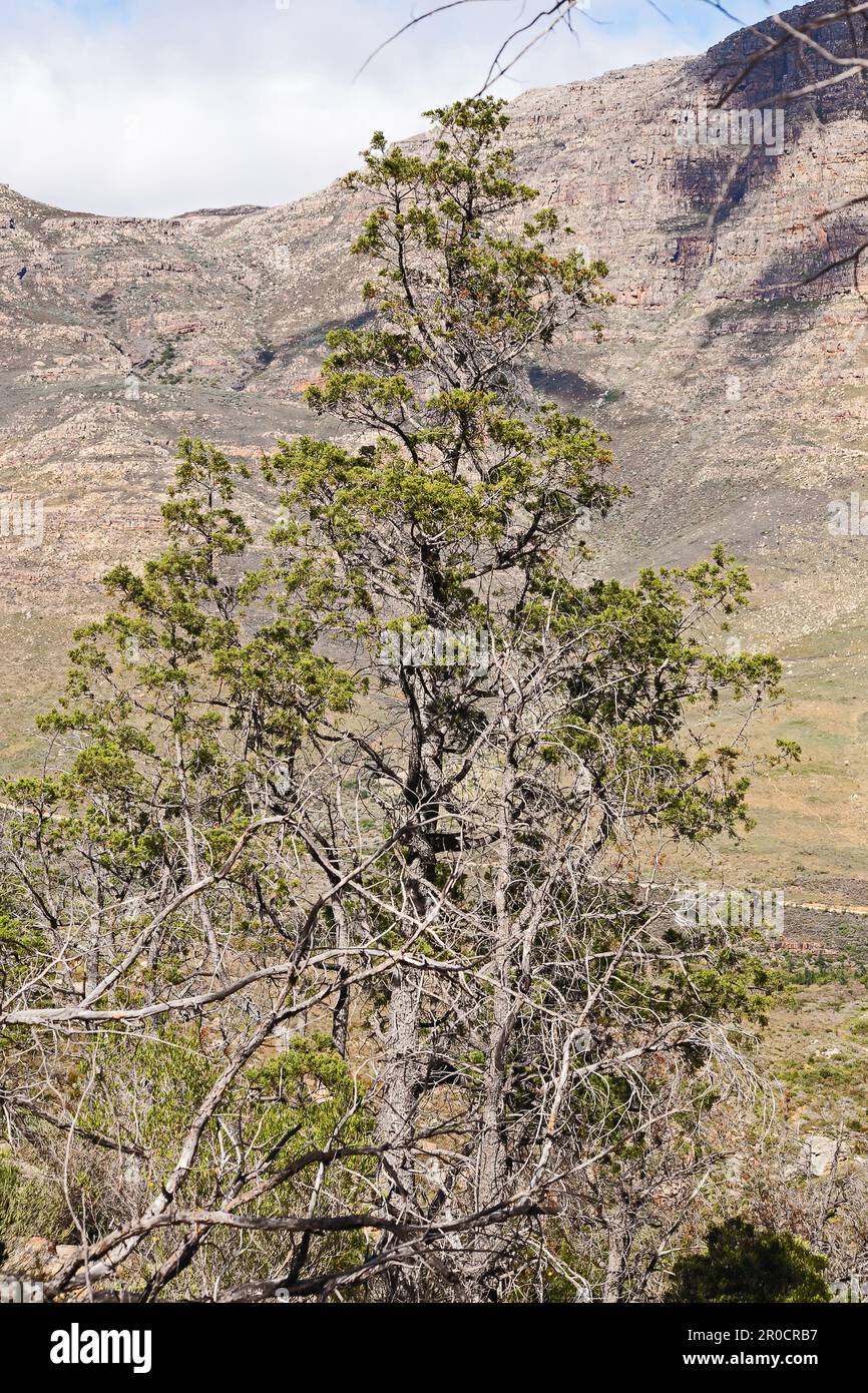 Endangered tree hi-res stock photography and images - Alamy