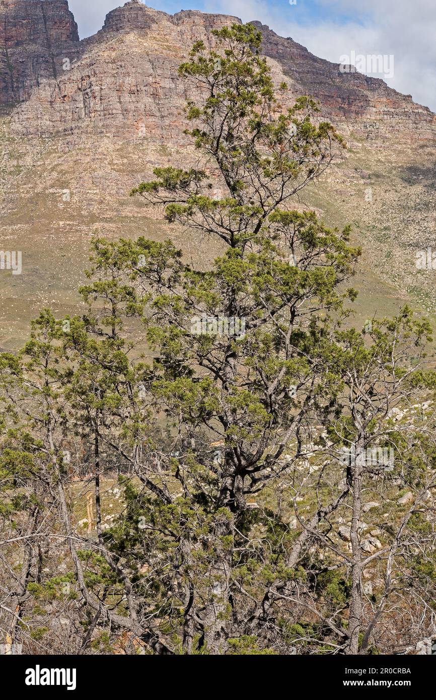 Endangered tree hi-res stock photography and images - Alamy