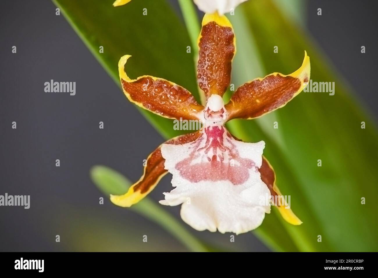 Dancing Lady Onicidium Orchid 13024 Stock Photo - Alamy