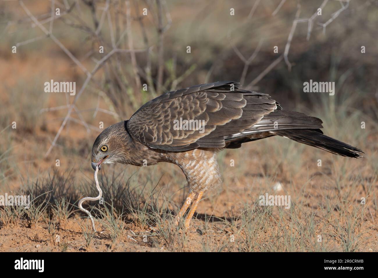 Puff adder young hi-res stock photography and images - Alamy