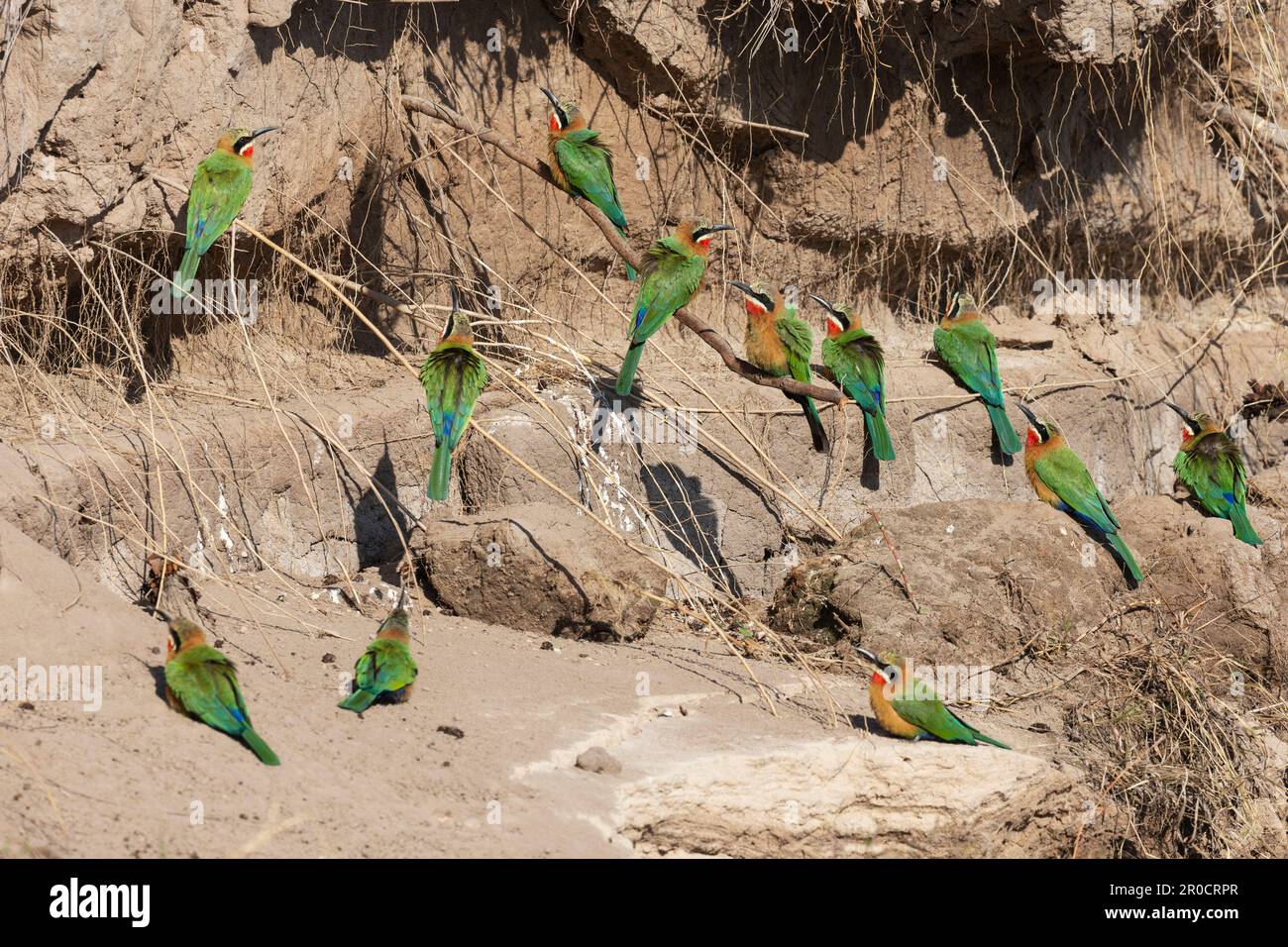 Breeding colony hi-res stock photography and images - Alamy