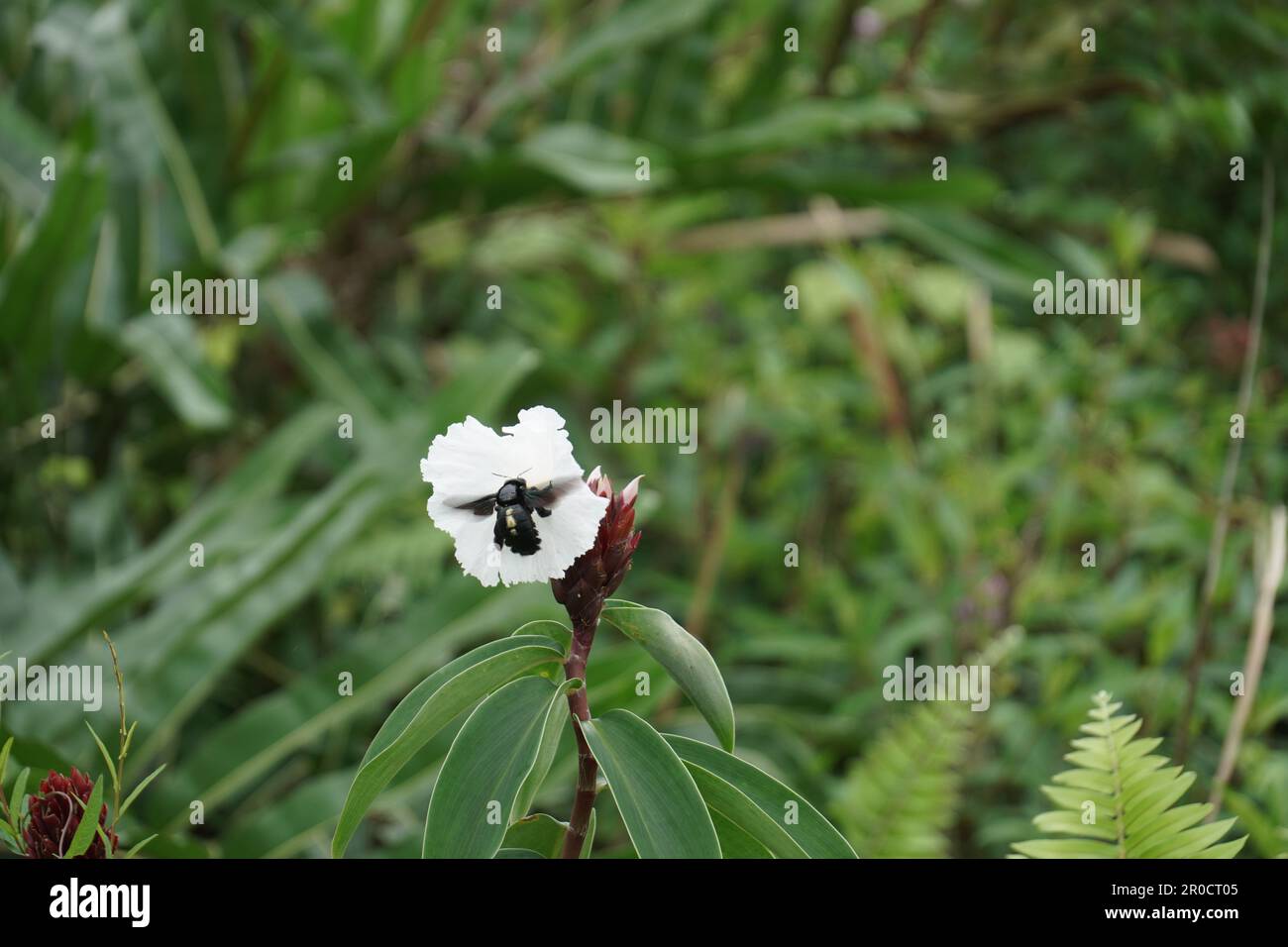 Giant carpenter bee entering a white trumpet flower Stock Photo - Alamy