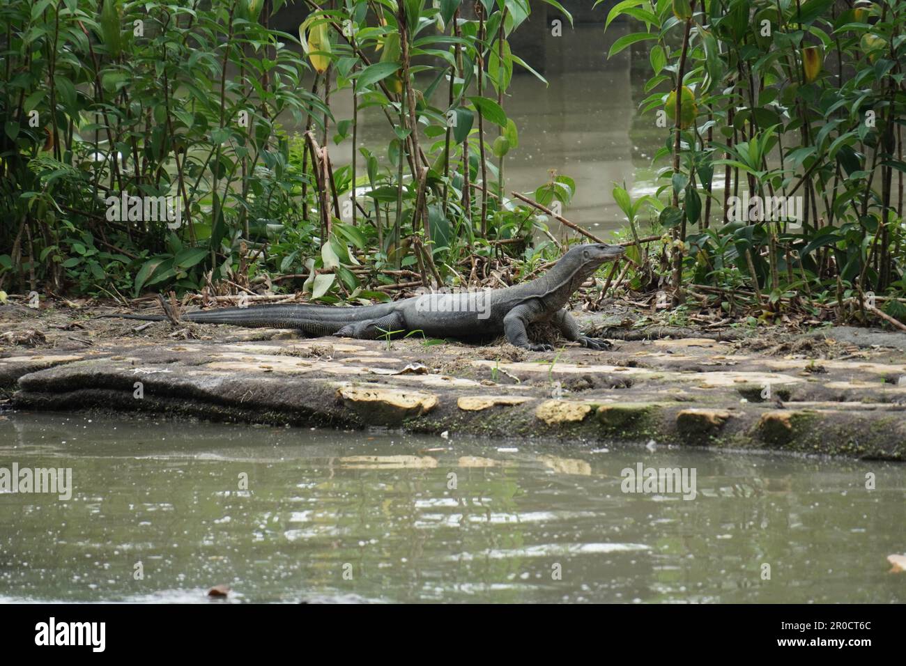 Malayan monitor hi-res stock photography and images - Alamy