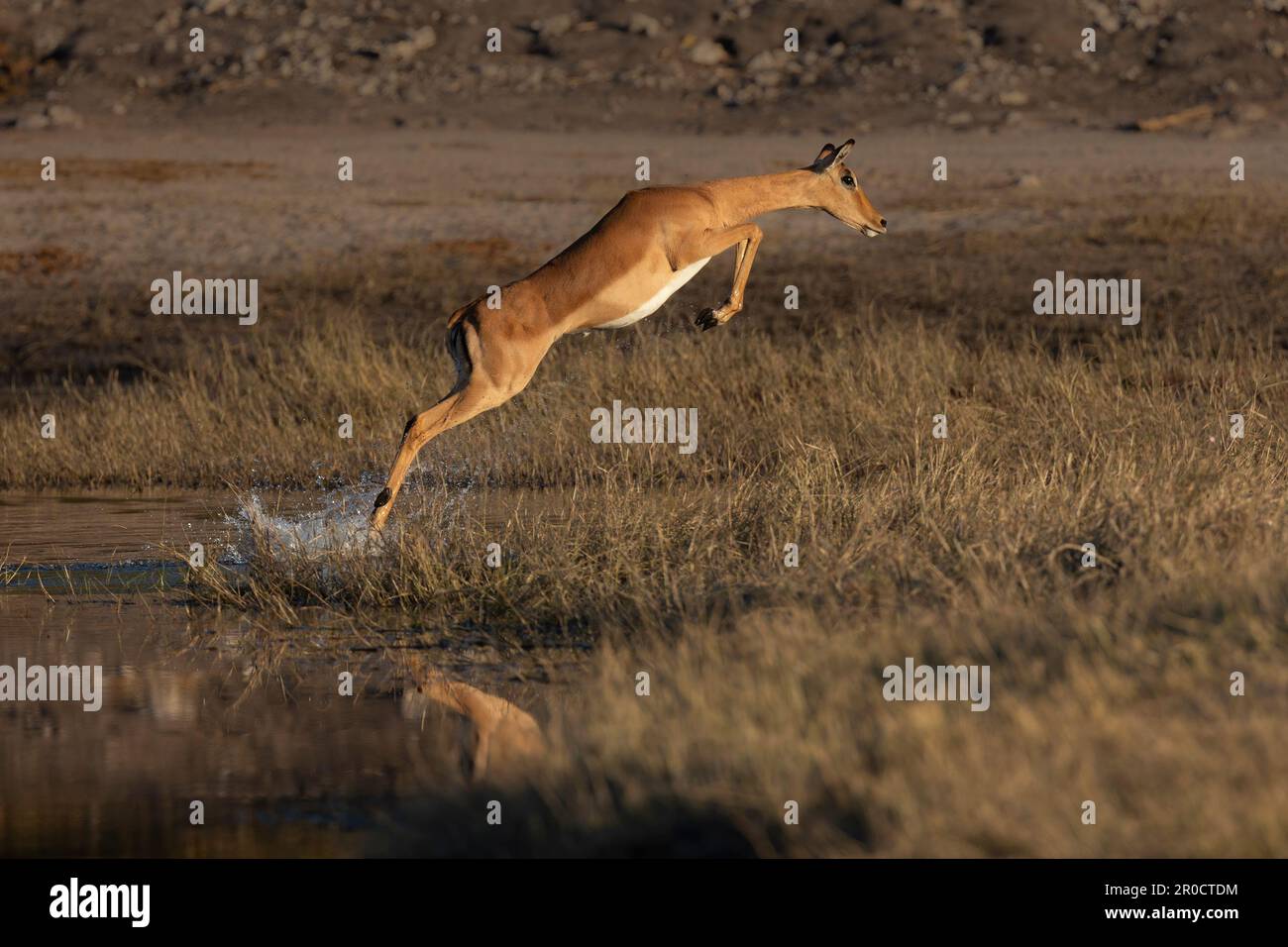 Impala (Aepyceros melampus) leaping, Chobe national park, Botswana ...