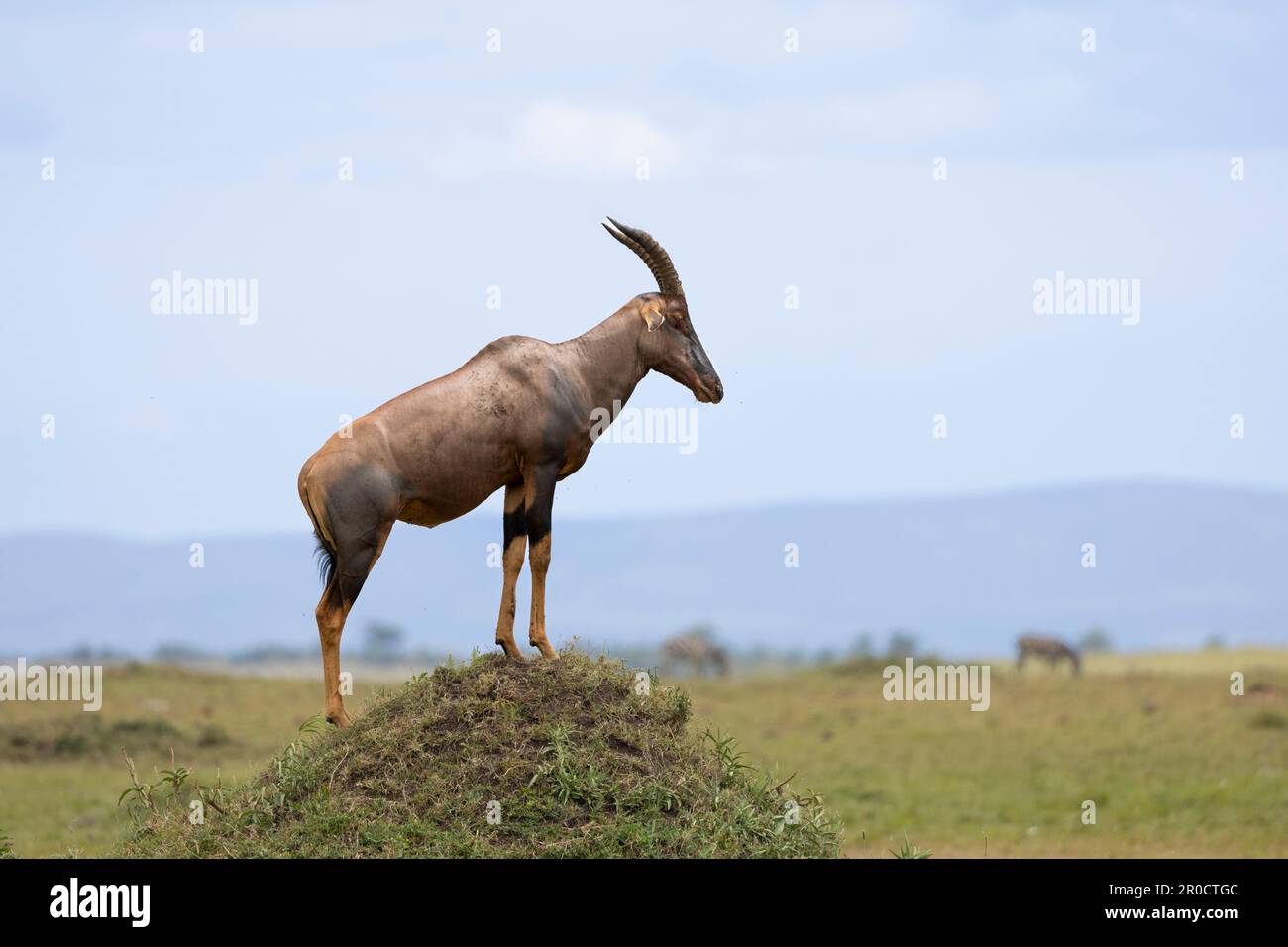 Topi hi-res stock photography and images - Alamy