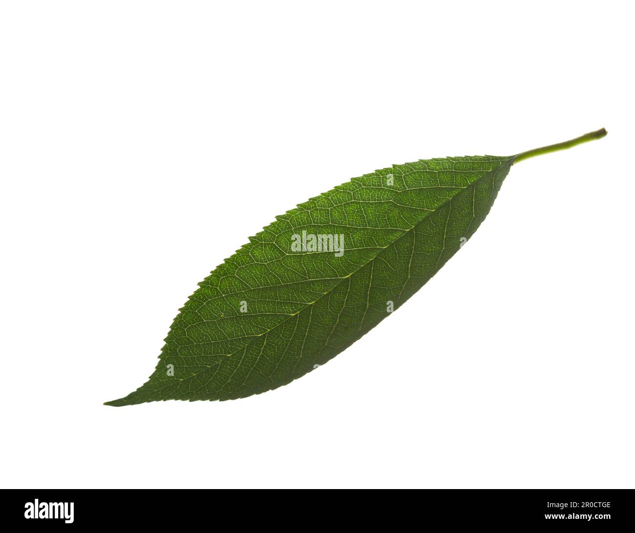 Fresh green Cherry leaf isolated on white background Stock Photo - Alamy