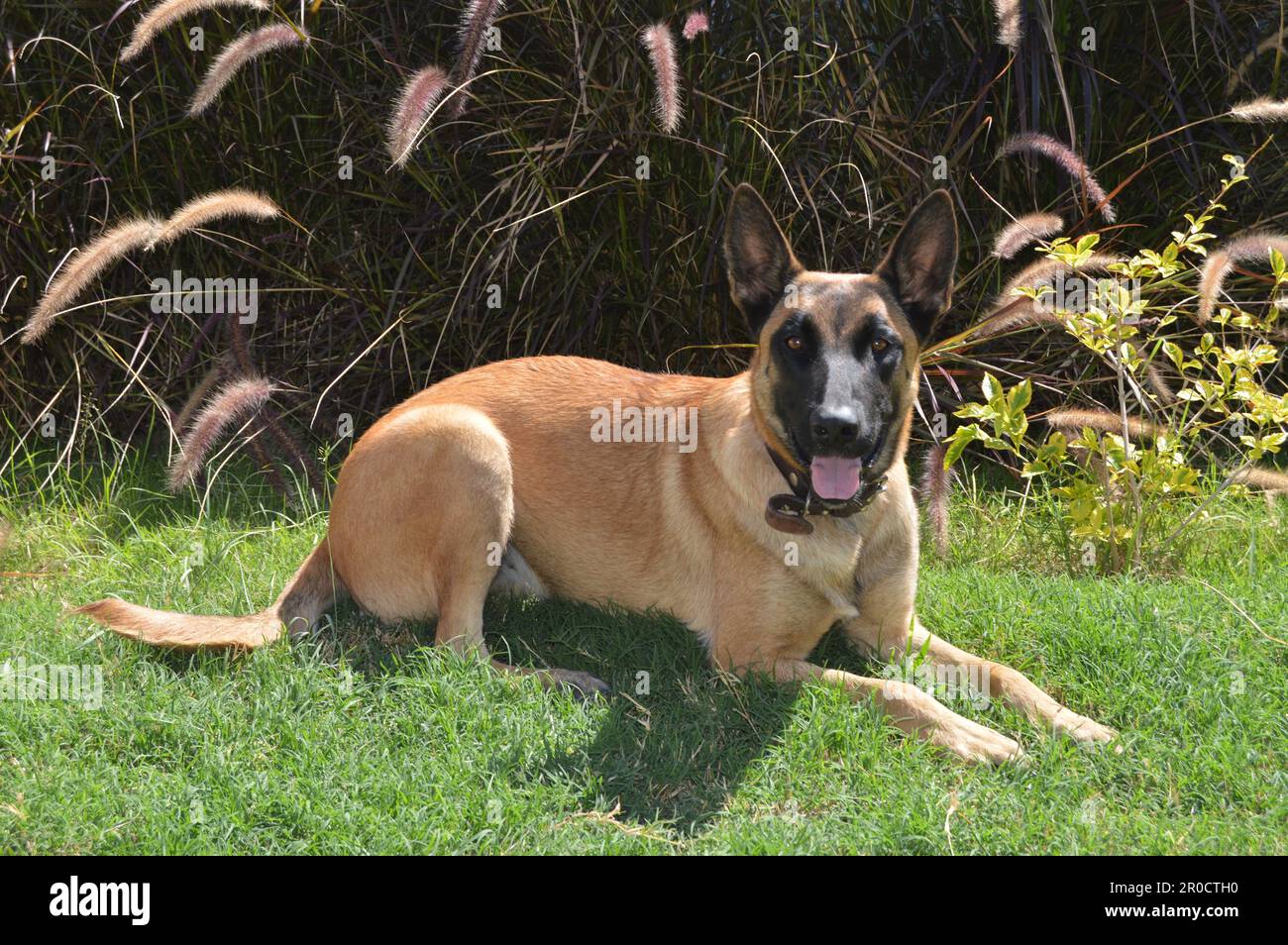 The beautiful belgian malinois relaxing in the sun Stock Photo - Alamy
