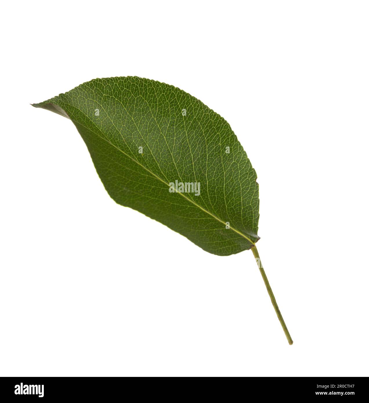 Green leaf pear tree Cut Out Stock Images & Pictures - Alamy