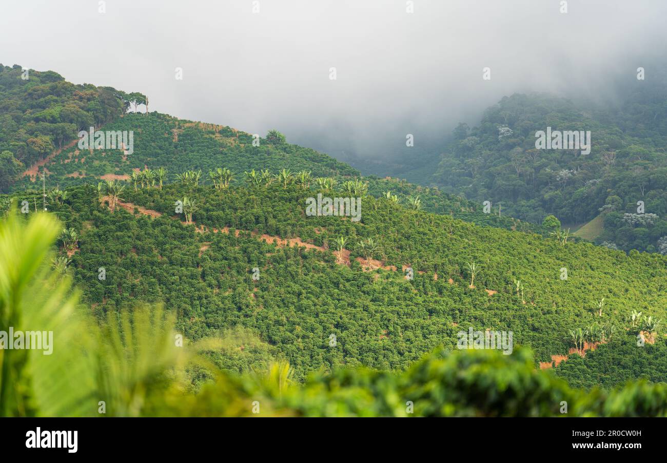 Misty coffee mountains, the perfect location for coffee cultivation ...
