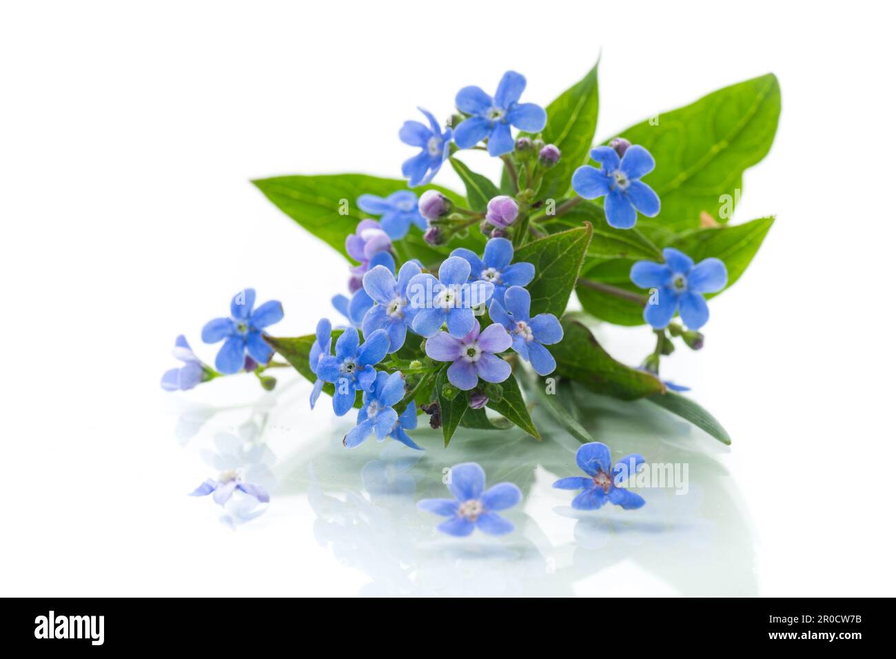 small blue forget-me-not flowers isolated on white background Stock ...