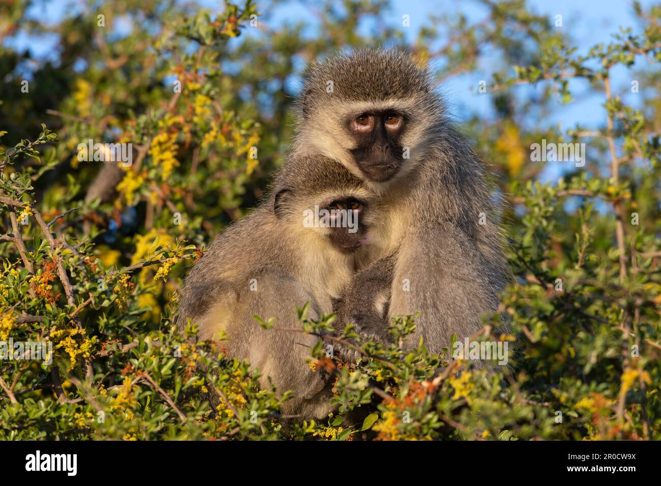 Vervet monkeys (Chlorocebus pygerythrus), Mountain Zebra national park ...